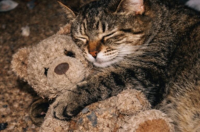 Trovato pelle e ossa, stringeva ancora l’unico oggetto della sua ...