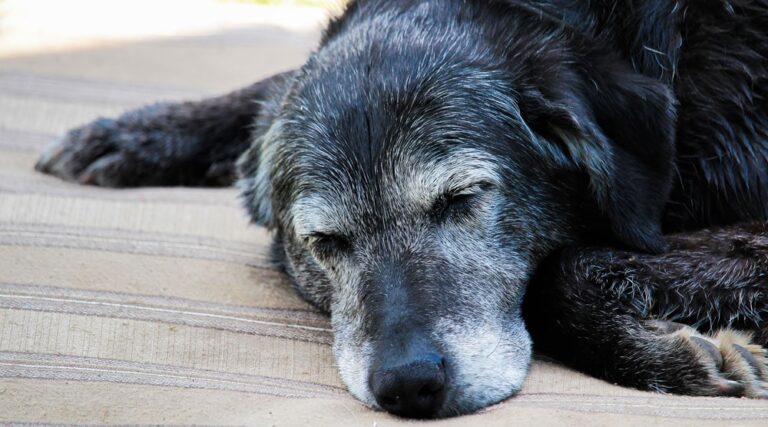 Adottato dal rifugio il cane più anziano: la nuova vita di Gaspard dopo ...