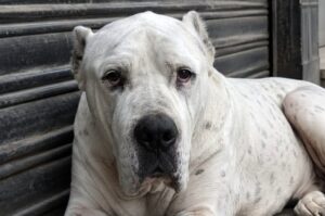 Marquis cacciato dal Café du Marché dopo undici anni: il cane aspettava ...